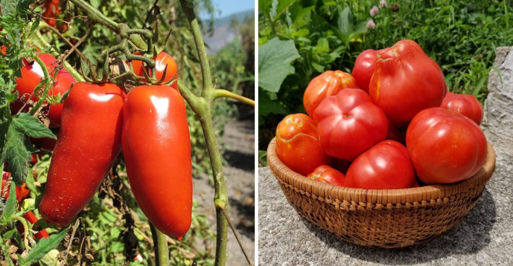 11 Italian Tomato Varieties That Shape Regional Sauces - Cook Clean Repeat
